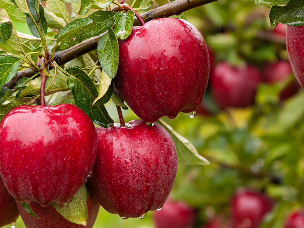 Światowy Dzień Jabłka :: Appetita. Smak i Styl